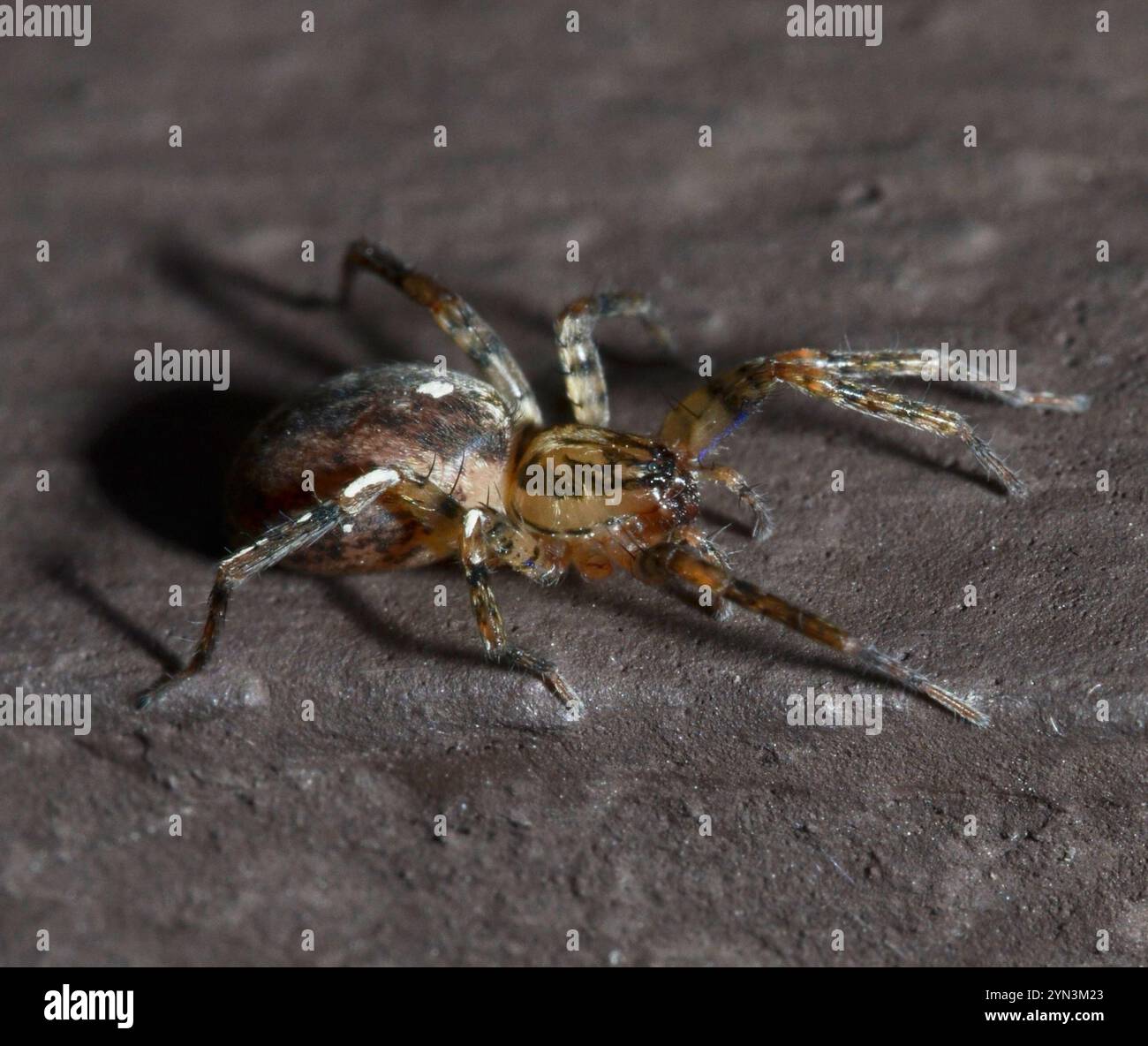 Ghost Spiders (Anyphaenidae Stock Photo - Alamy