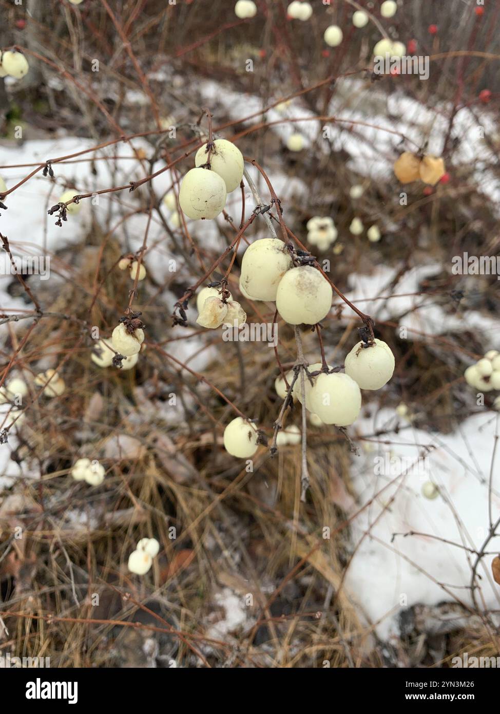 Common Snowberry (Symphoricarpos albus Stock Photo - Alamy