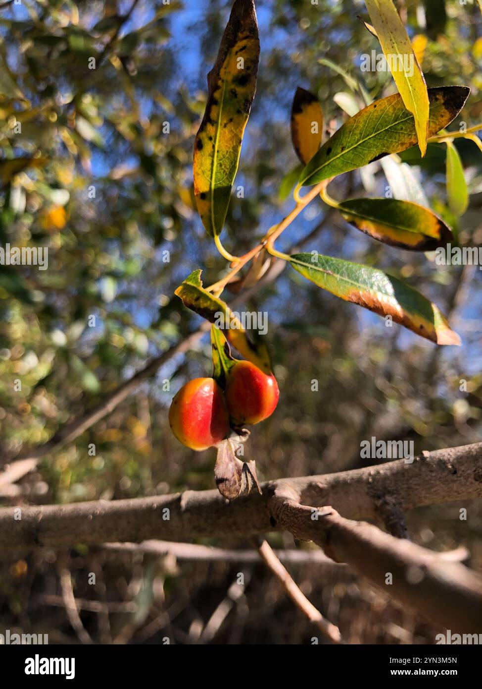 Willow Apple Gall Sawfly (Euura californica Stock Photo - Alamy