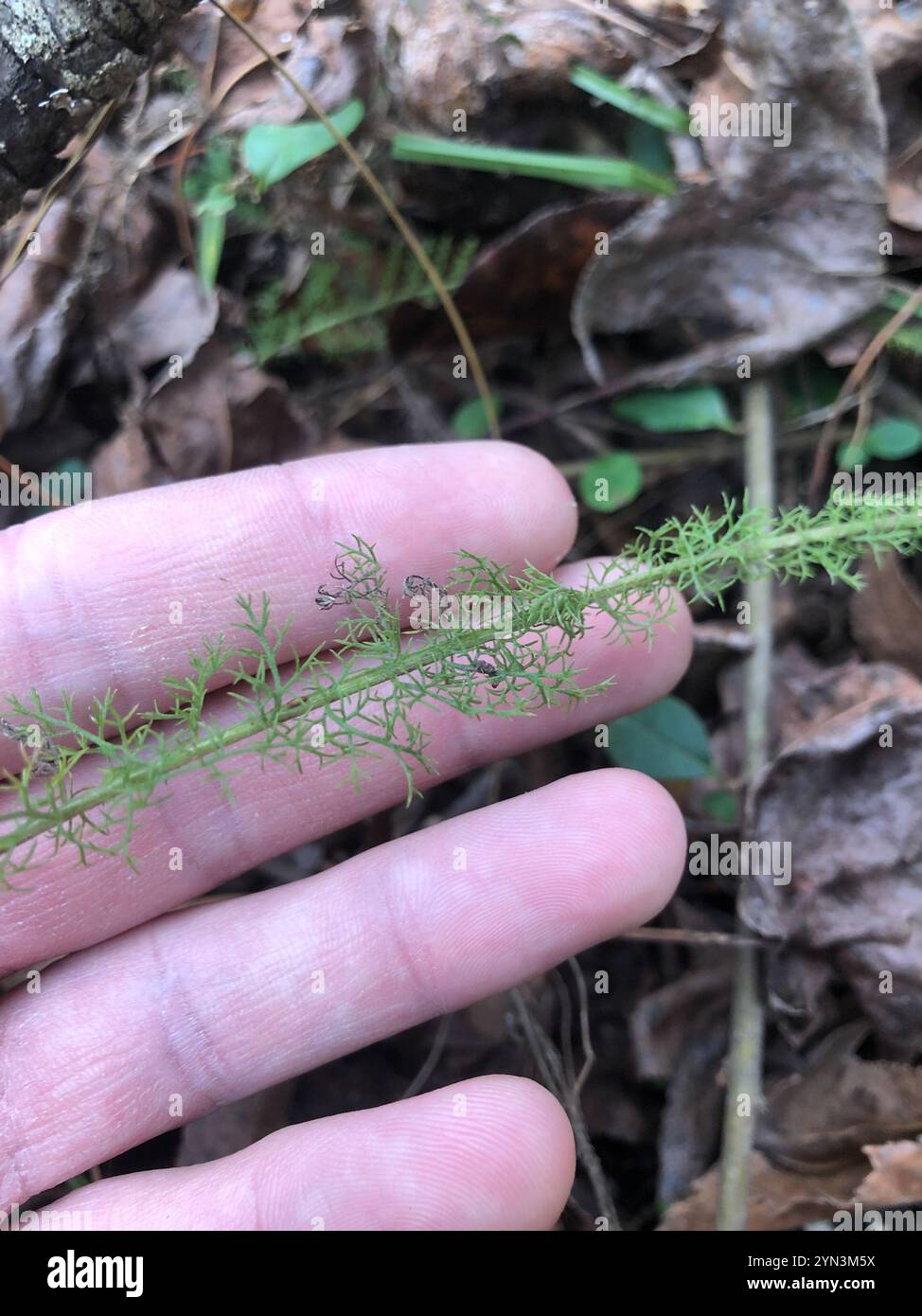 Northern Yarrow (Achillea millefolium borealis Stock Photo - Alamy