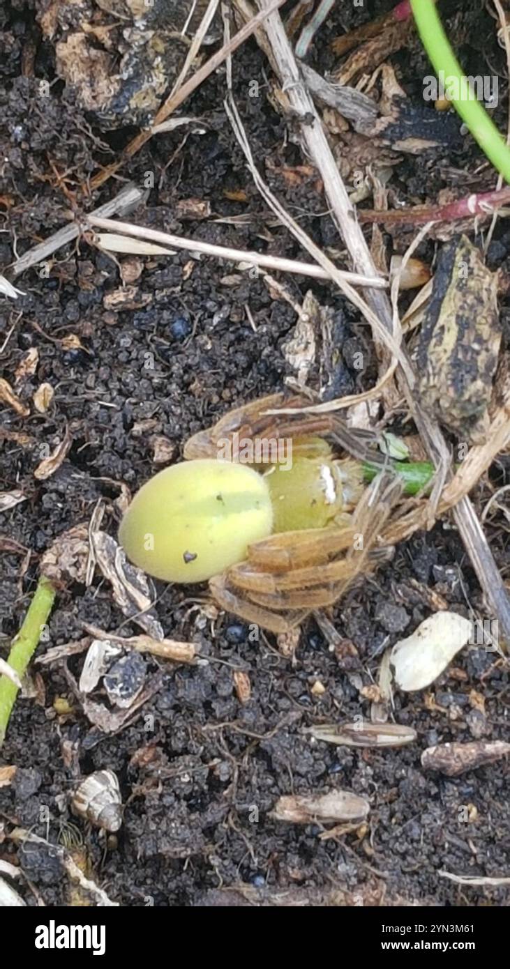 Badge Huntsman Spiders (Neosparassus Stock Photo - Alamy