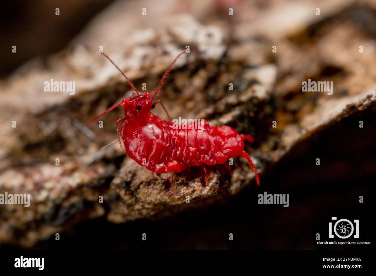 Giant Pecan Scale (Neosteingelia texana Stock Photo - Alamy