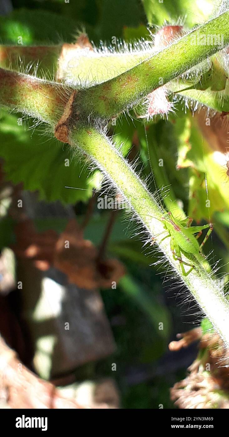Australian Common Garden Katydid (Caedicia simplex Stock Photo - Alamy