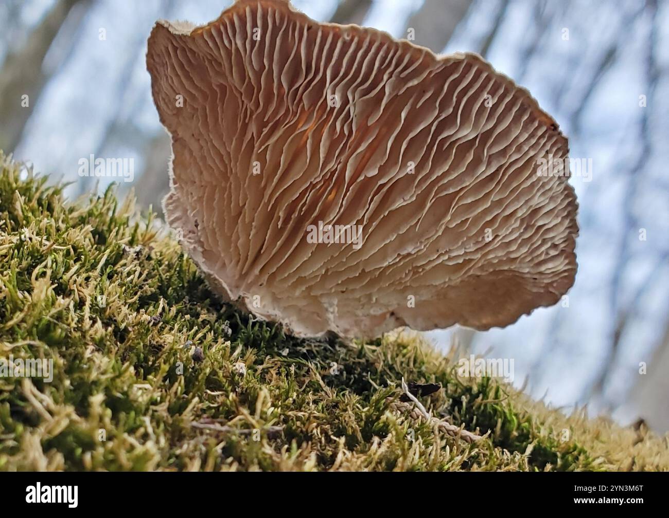 Gilled Polypore (Trametes betulina Stock Photo - Alamy