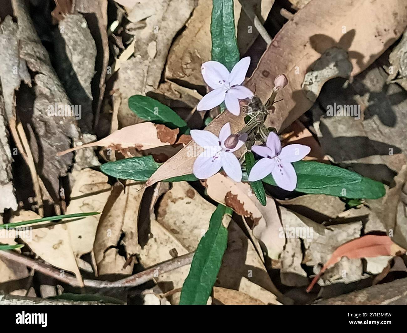 Pseuderanthemum variabile hi-res stock photography and images - Alamy