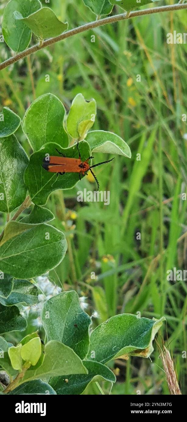 Lycidae hi-res stock photography and images - Alamy