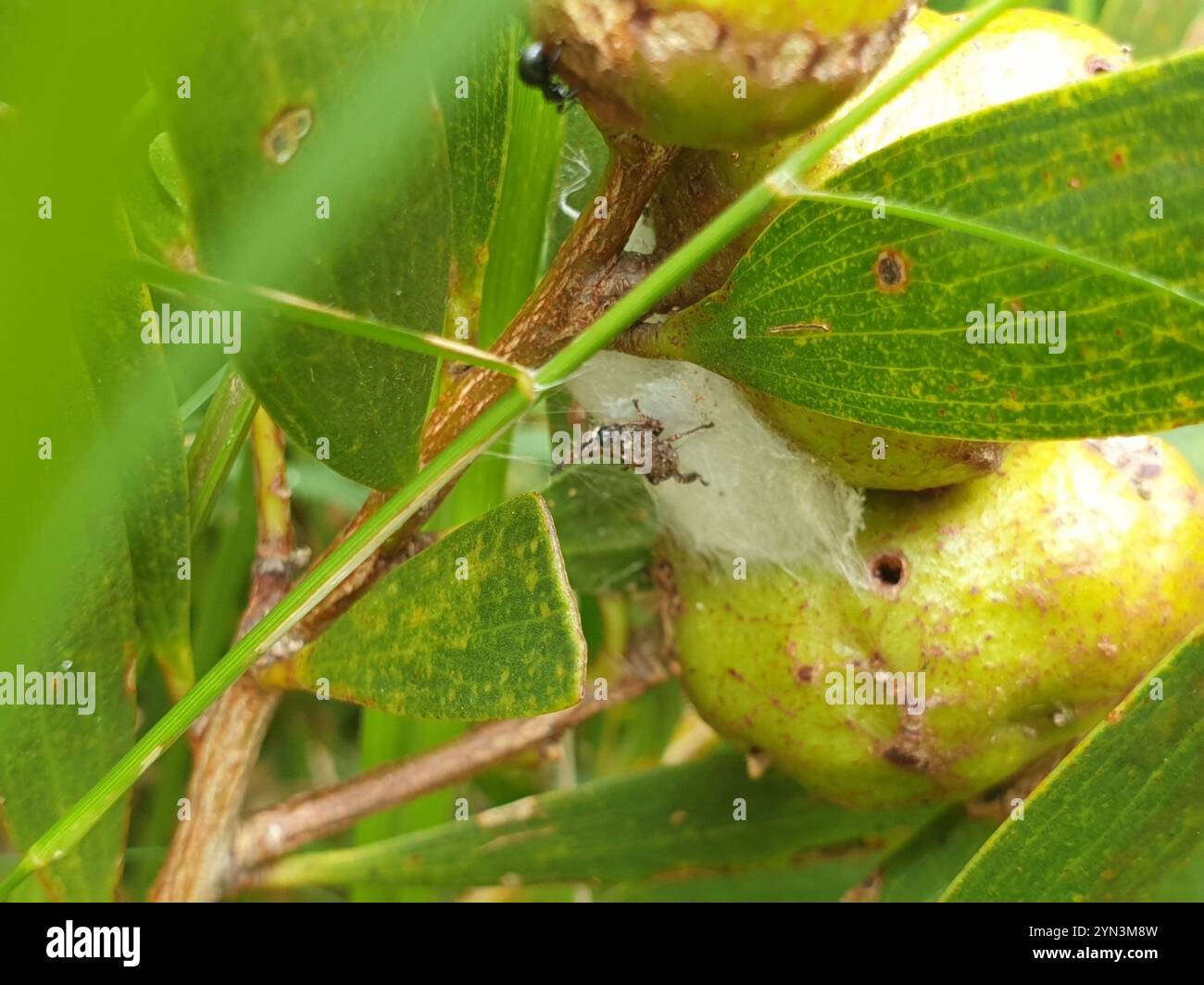 True Bugs, Hoppers, Aphids, and allies (Hemiptera Stock Photo - Alamy