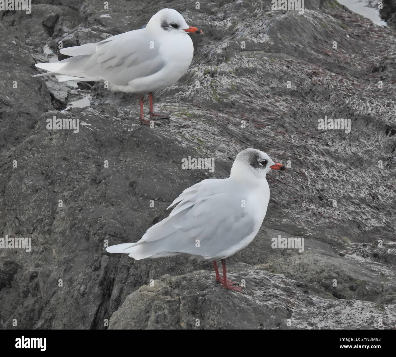 Mediterranean Gull (Ichthyaetus melanocephalus Stock Photo - Alamy