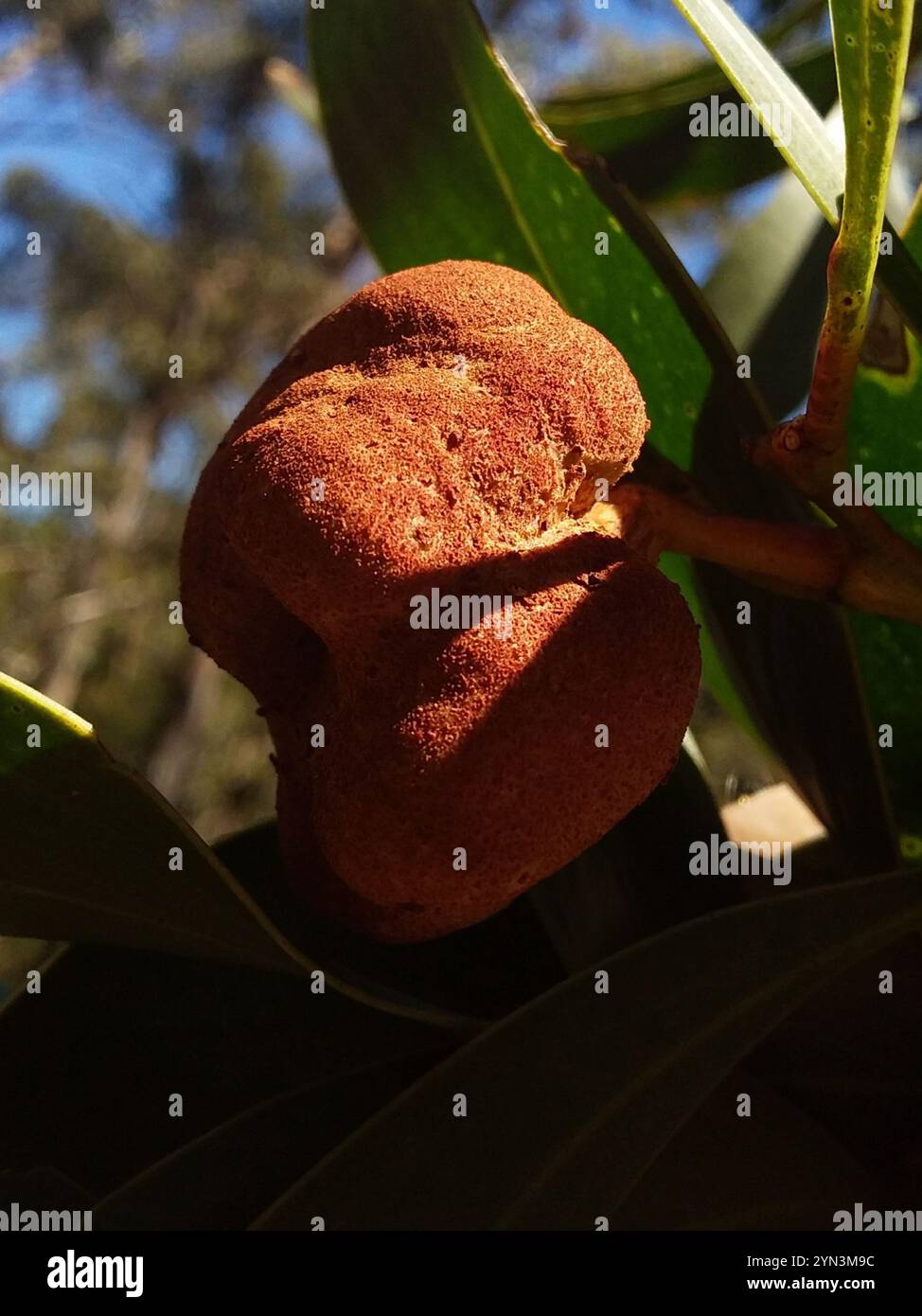 wattle gall rusts (Uromycladium Stock Photo - Alamy