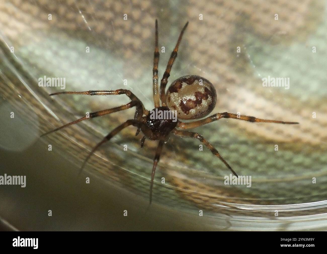 Triangulate Combfoot (Steatoda triangulosa Stock Photo - Alamy