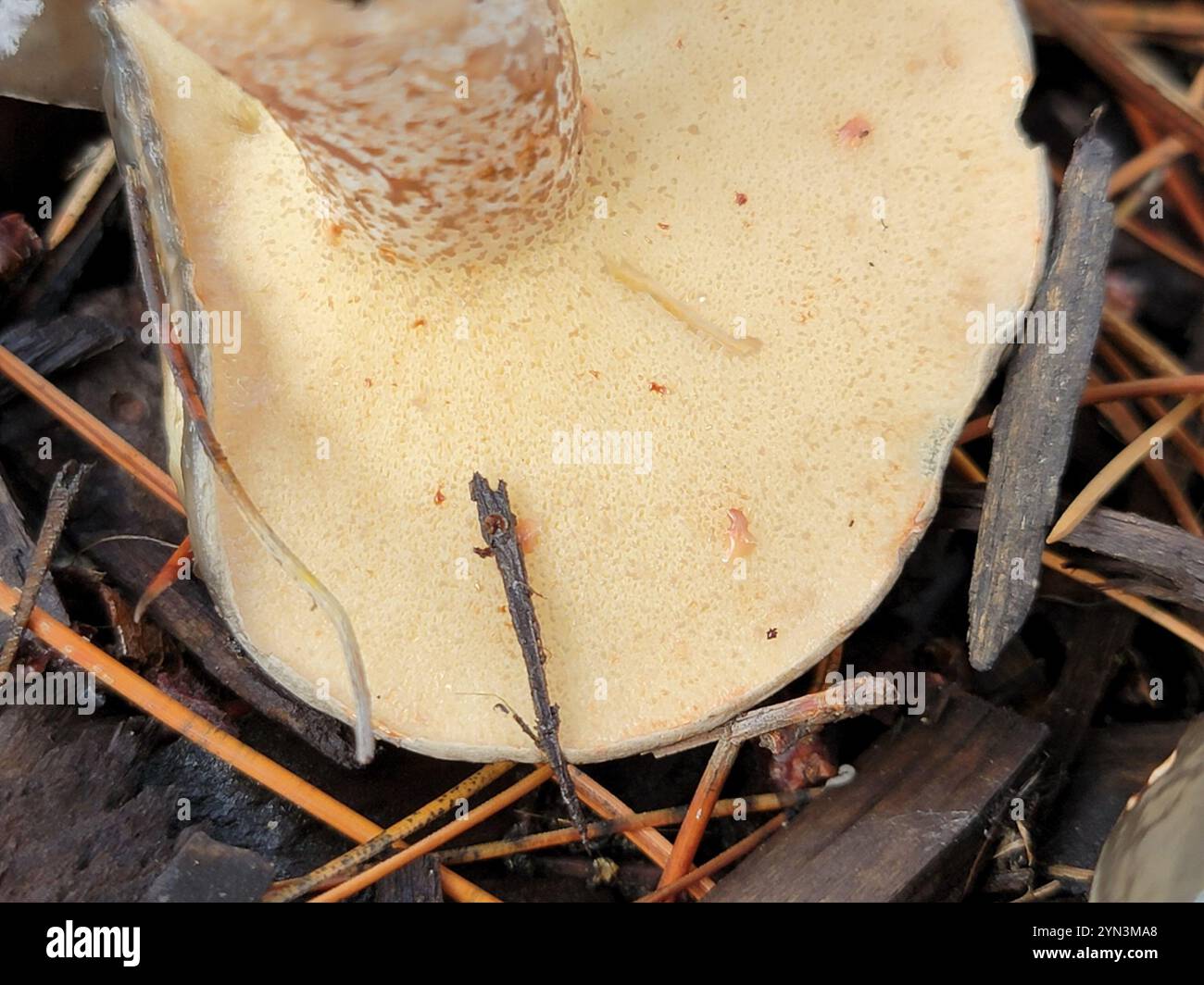 Slippery Jacks (Suillus Stock Photo - Alamy