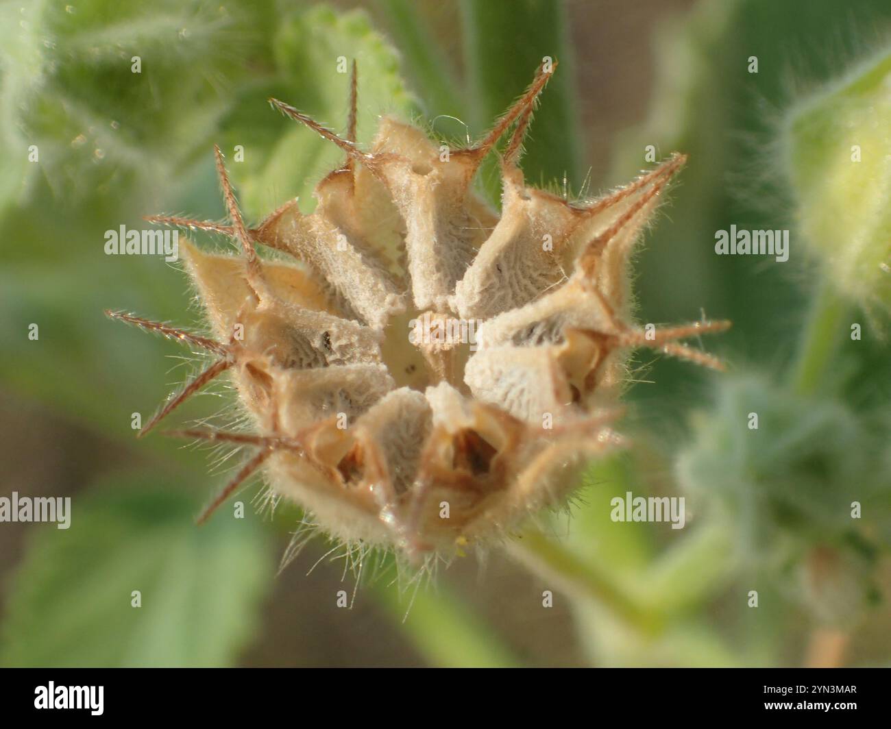 Flannel weed hi-res stock photography and images - Alamy