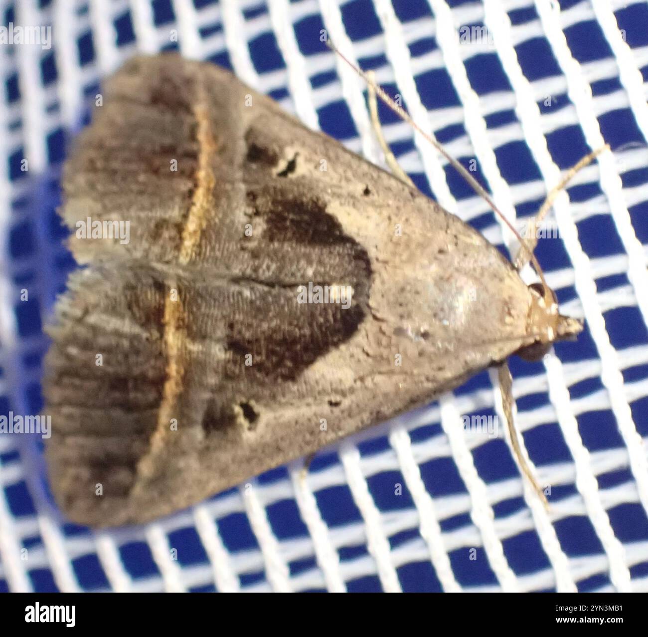 Trimens hi-res stock photography and images - Alamy