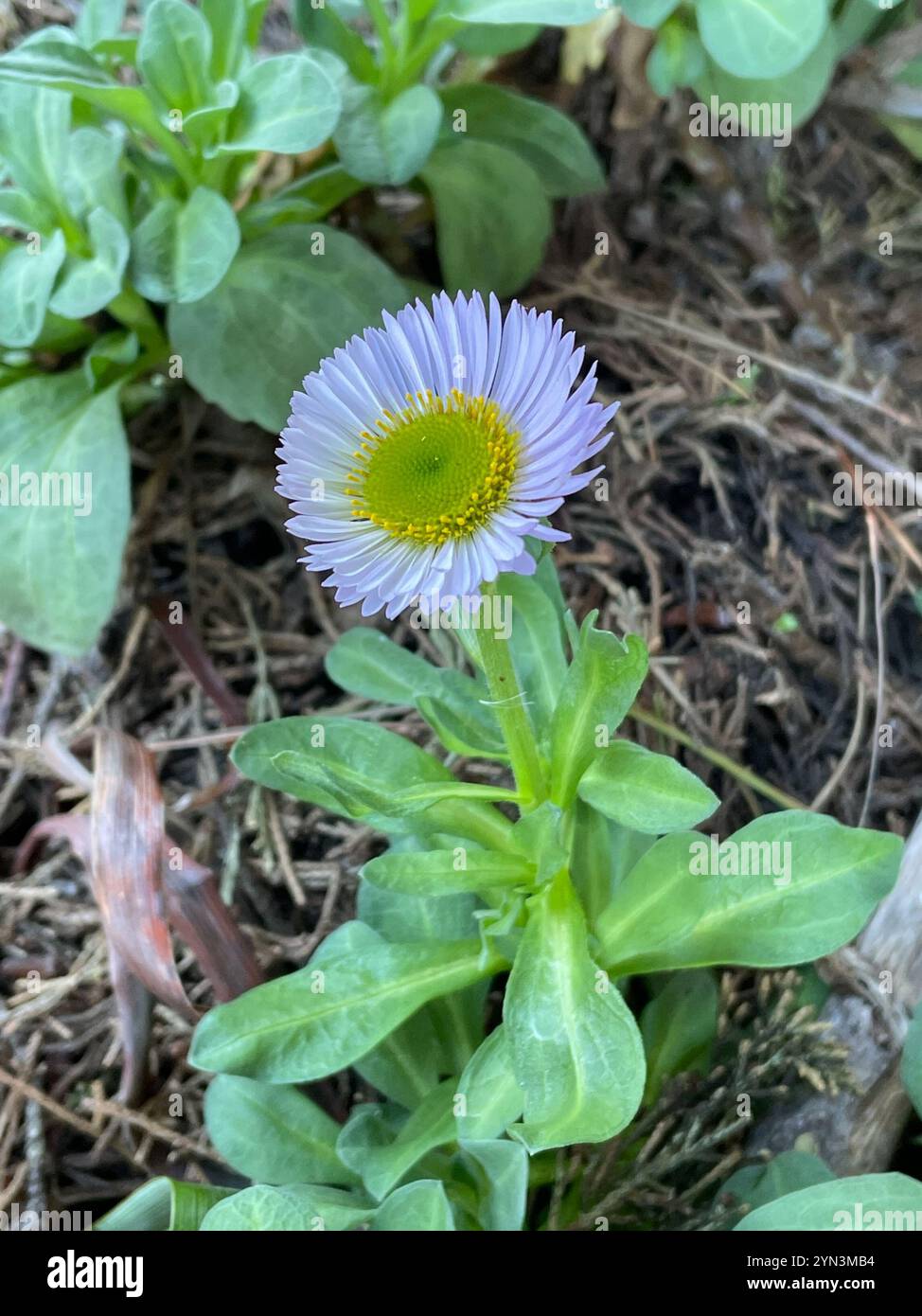 seaside daisy (Erigeron glaucus Stock Photo - Alamy