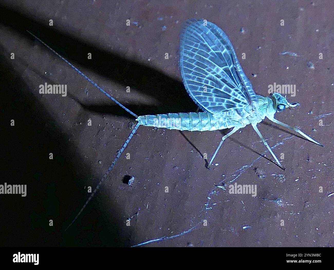 Small Mayflies (Baetidae Stock Photo - Alamy