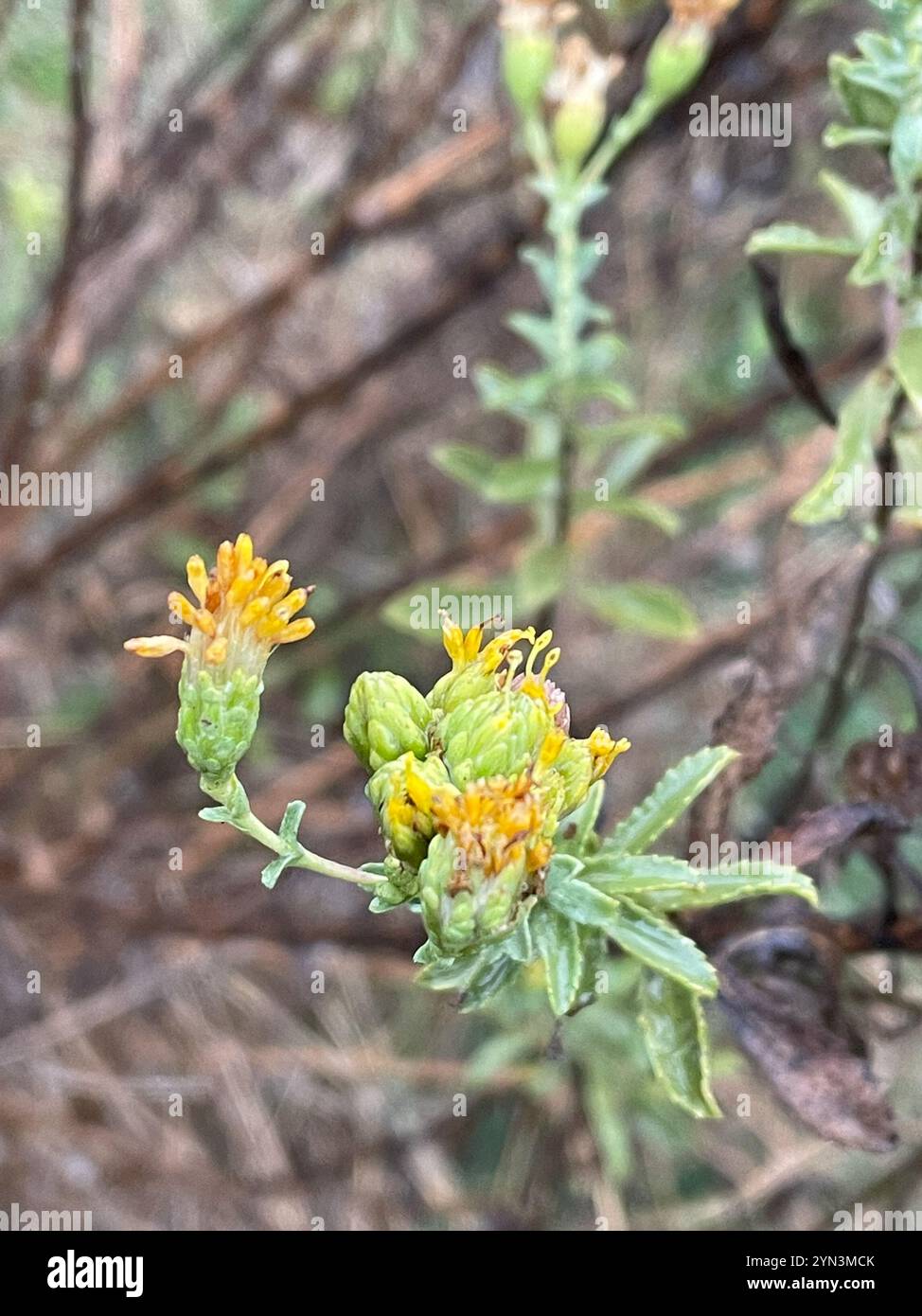 Coastal Goldenbush (Isocoma menziesii Stock Photo - Alamy