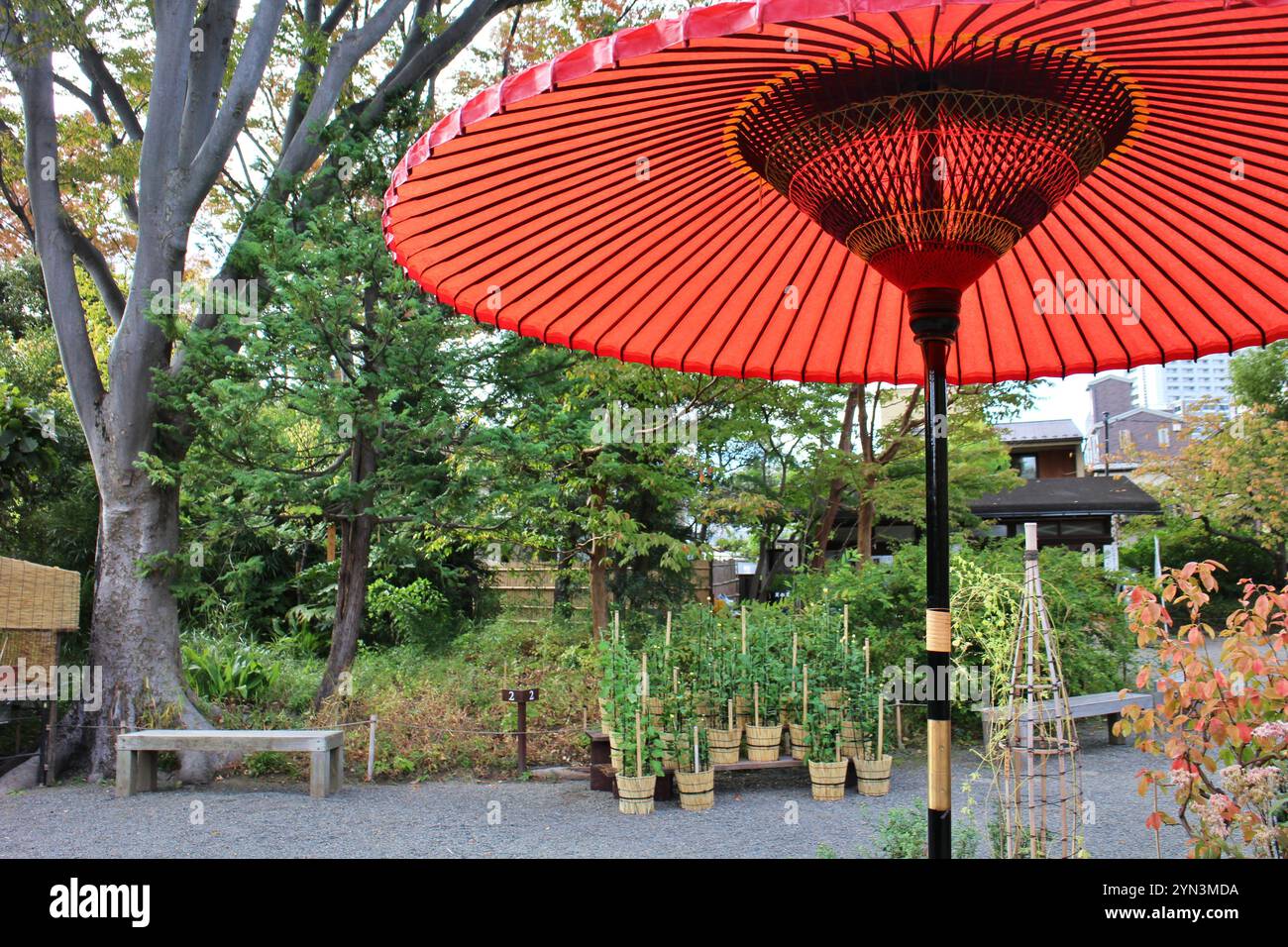 Japanese traditional umbrella in Mukojima-Hyakkaen Garden, Tokyo, Japan ...