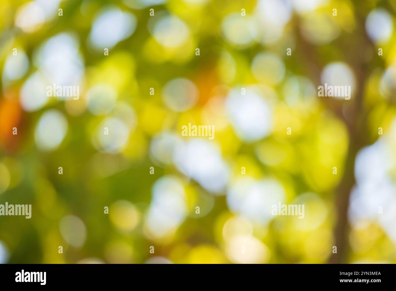 Abstract blur green leaf bokeh nature background Stock Photo - Alamy