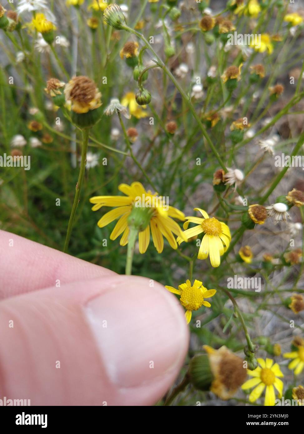 Madagascar Ragwort (Senecio madagascariensis Stock Photo - Alamy