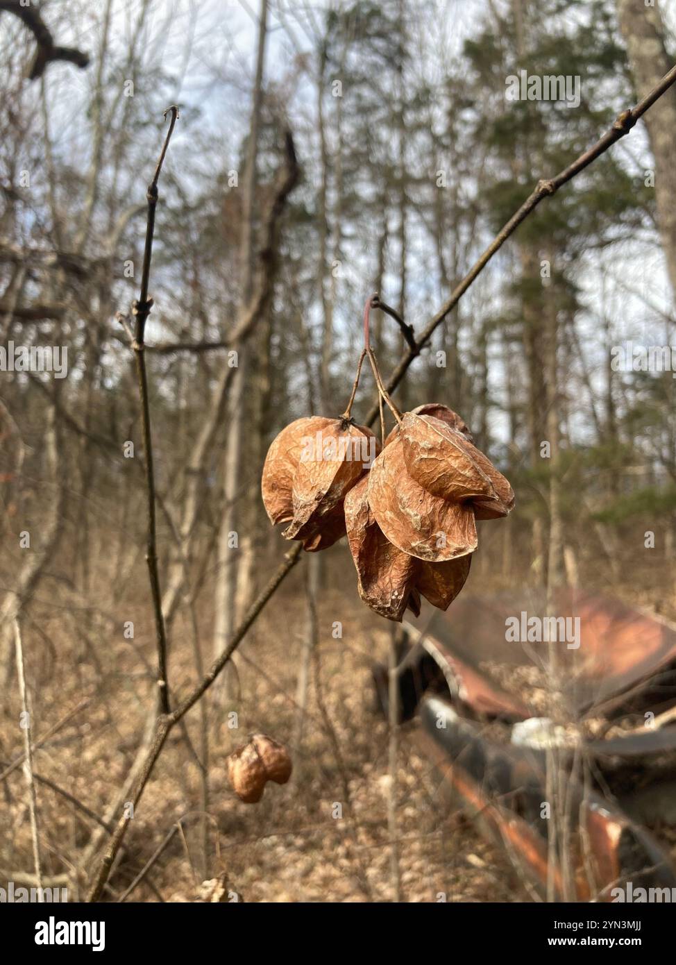 American bladdernut (Staphylea trifolia Stock Photo - Alamy