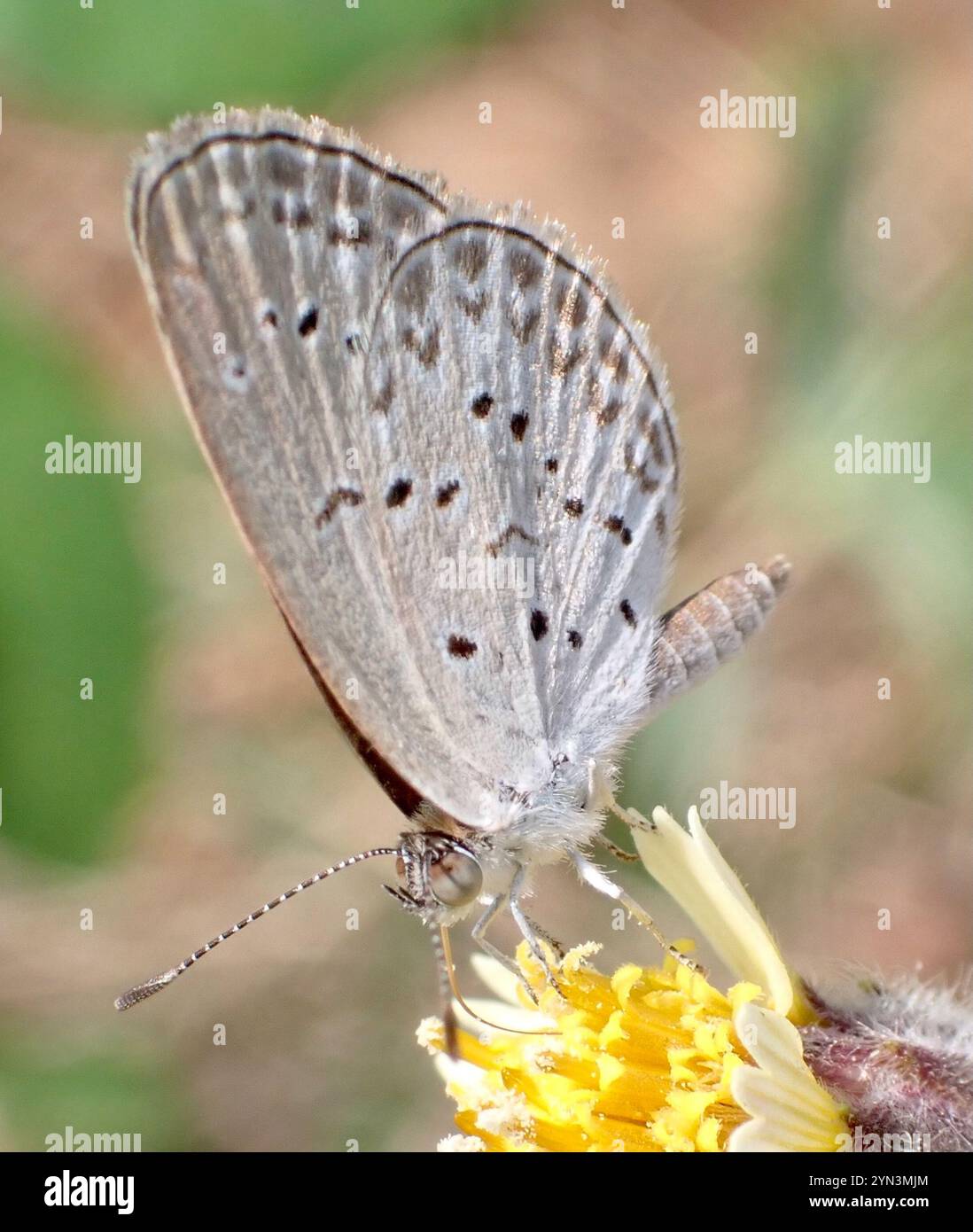 Lesser Grass Blue (Zizina otis Stock Photo - Alamy