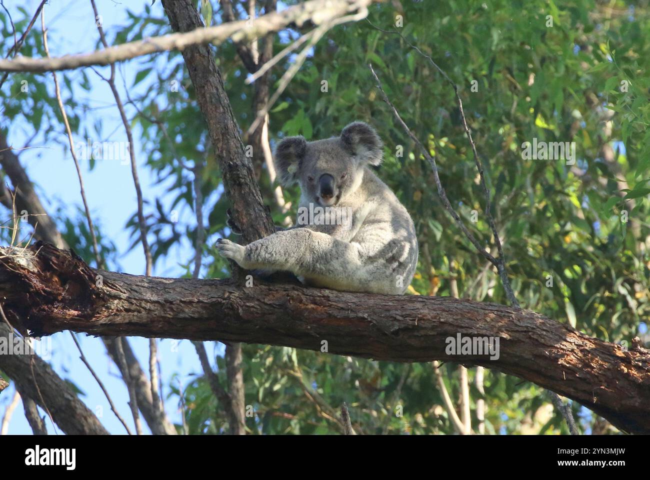 Koala (Phascolarctos cinereus Stock Photo - Alamy