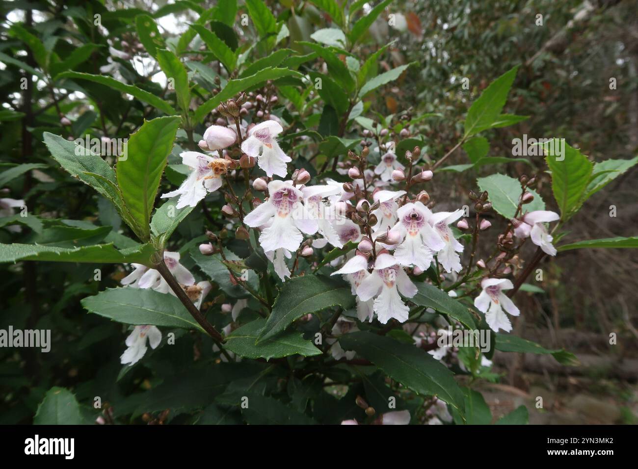 Christmas Bush (Prostanthera lasianthos Stock Photo - Alamy