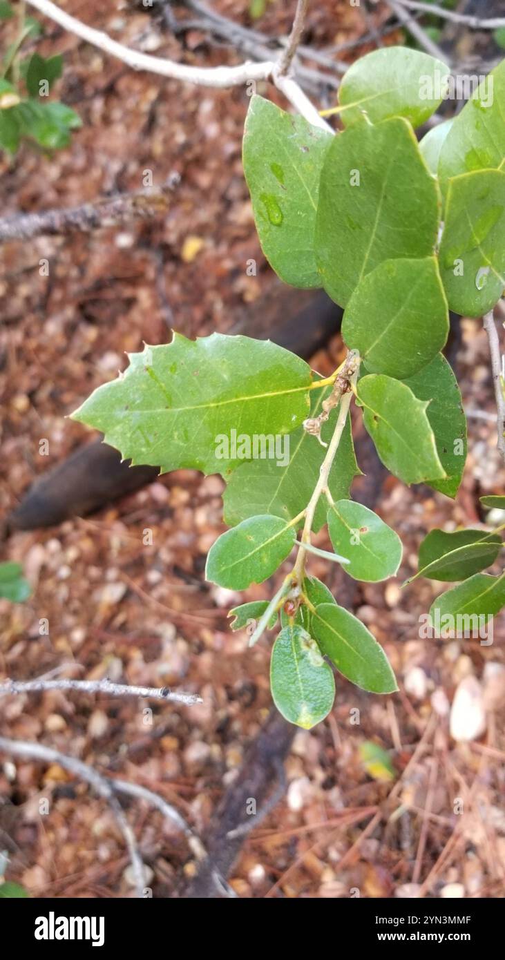 canyon live oak (Quercus chrysolepis Stock Photo - Alamy