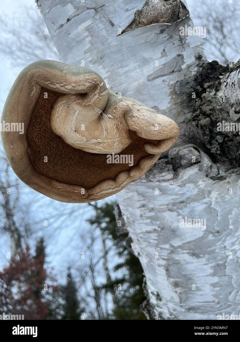 birch polypore (Fomitopsis betulina Stock Photo - Alamy