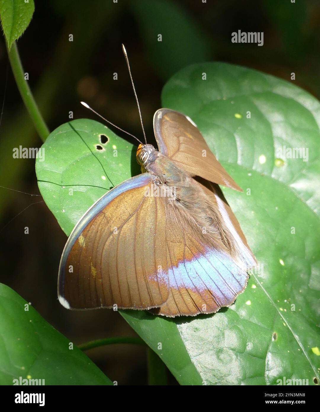 Harpalyce hi-res stock photography and images - Alamy