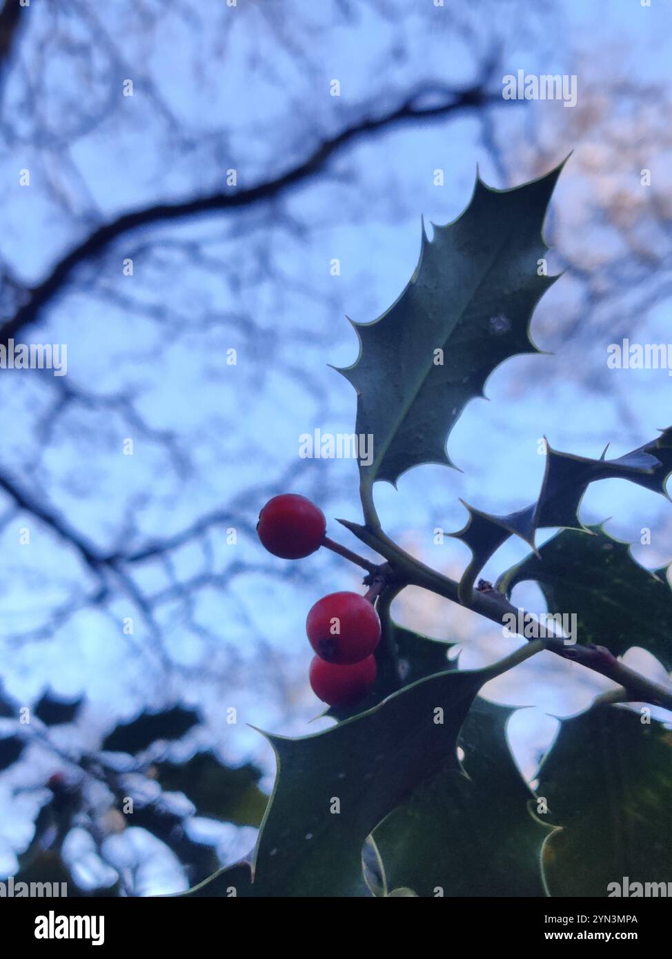 European holly (Ilex aquifolium Stock Photo - Alamy