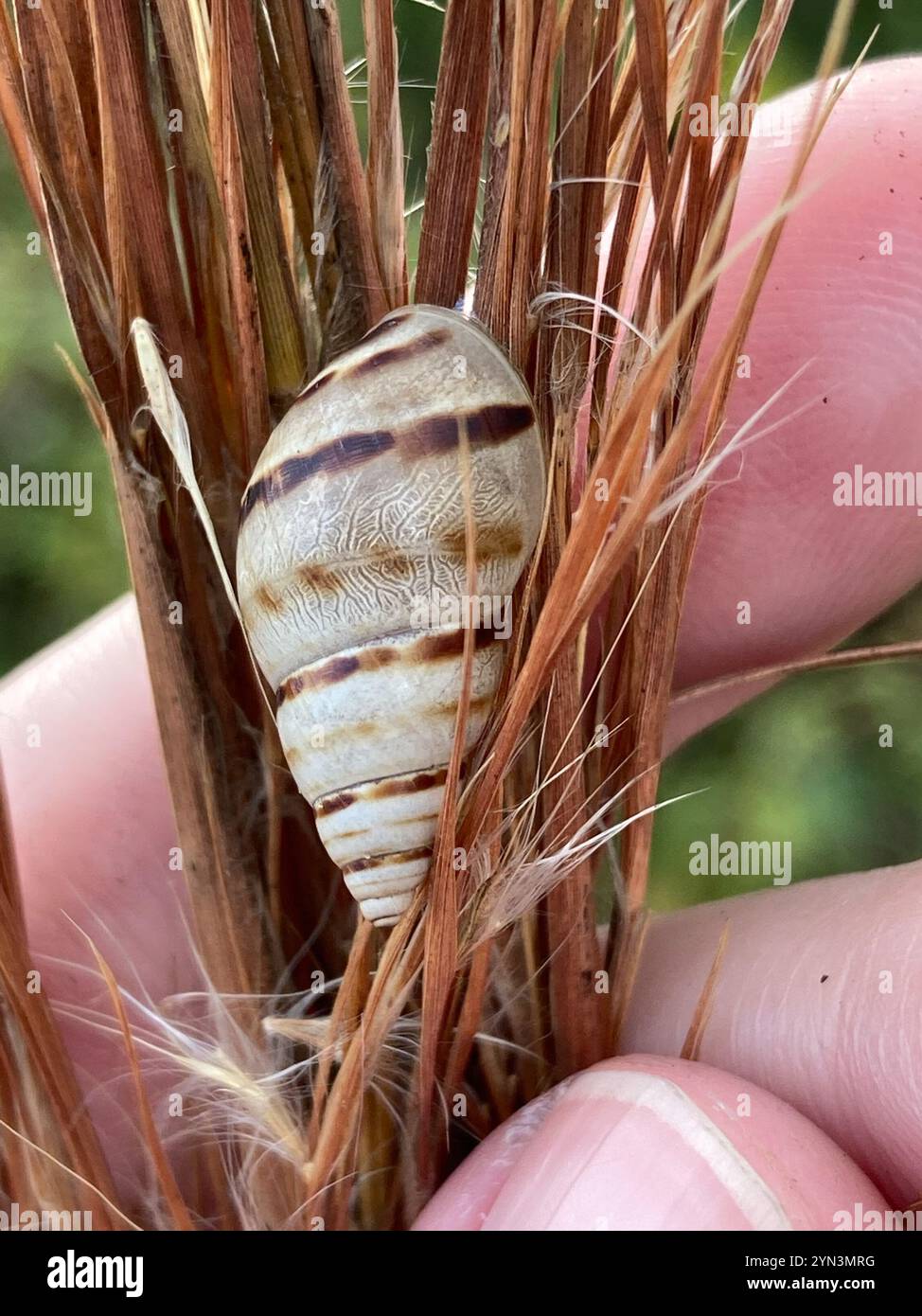 Master Treesnail (Mesembrinus dominicus Stock Photo - Alamy