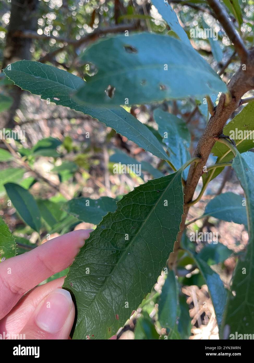Heteromeles arbutifolia toyon hi-res stock photography and images - Alamy