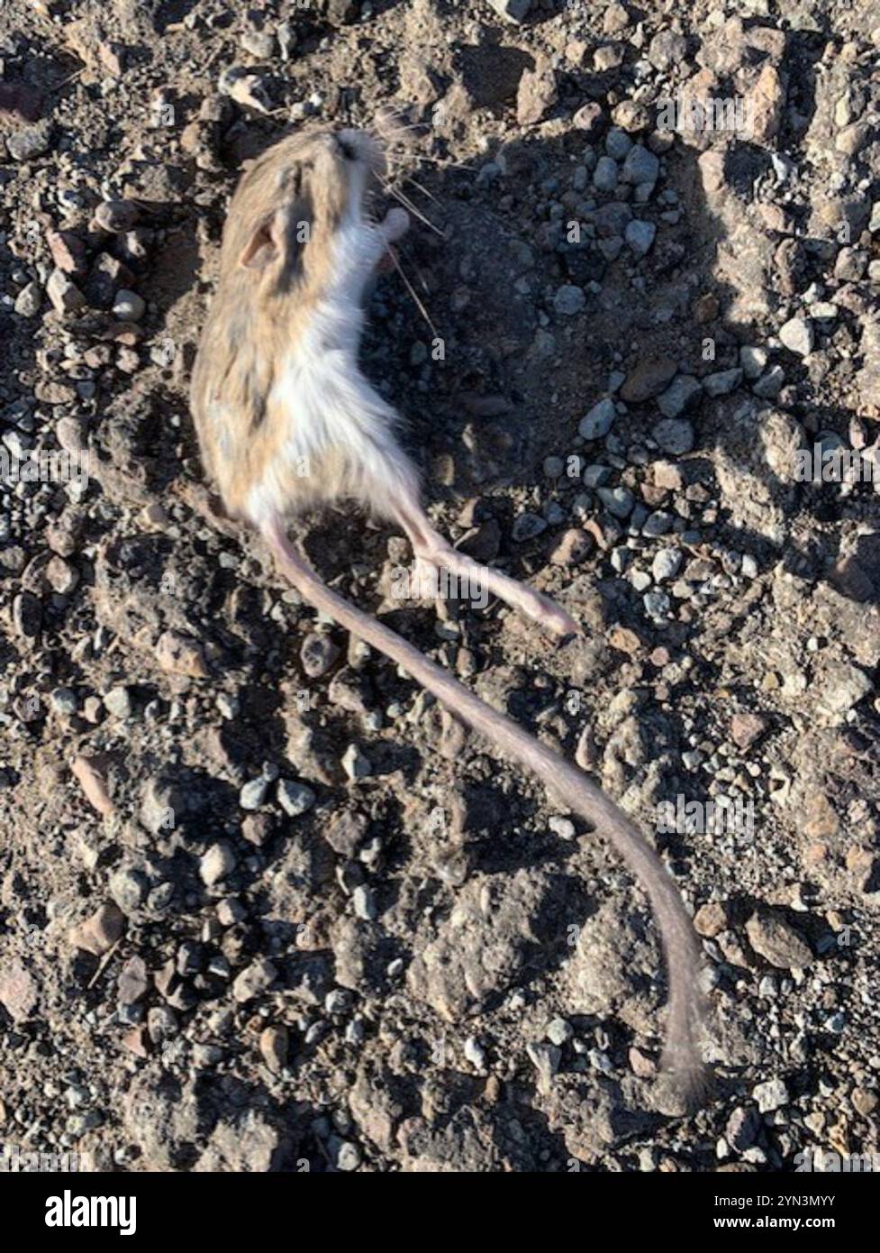 Merriams kangaroo rat hi-res stock photography and images - Alamy