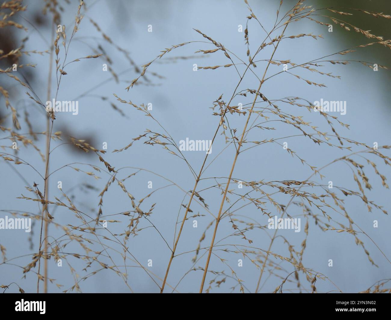 purpletop tridens (Tridens flavus Stock Photo - Alamy