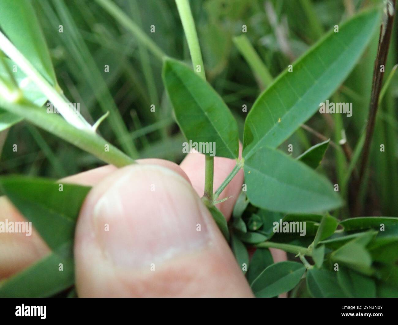 Round Pod Rattle Bush (Crotalaria globifera Stock Photo - Alamy