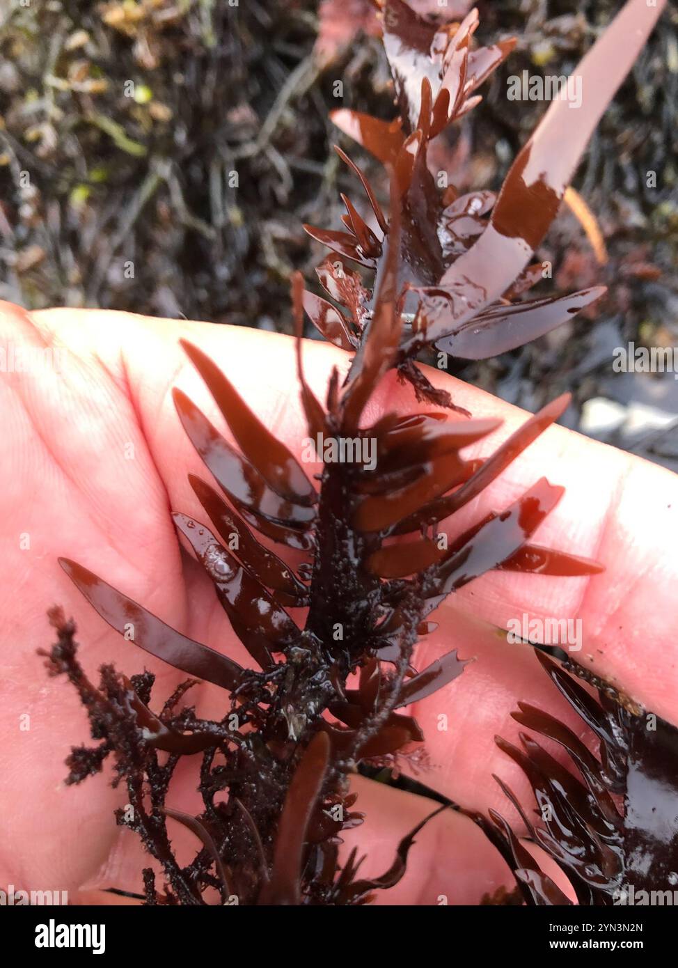 red algae (Rhodophyta Stock Photo - Alamy