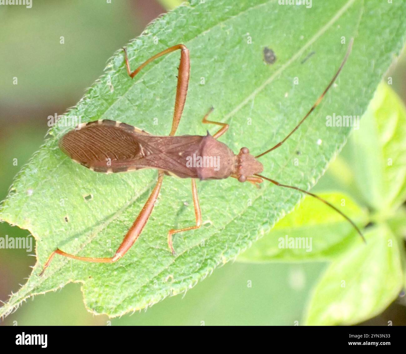 Riptortus hi-res stock photography and images - Alamy