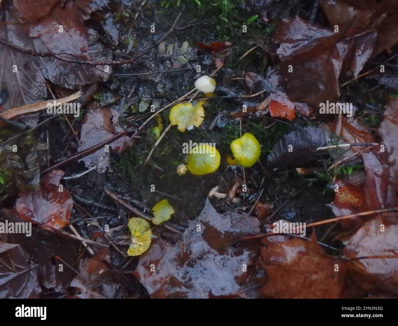Parrot Mushroom (Gliophorus psittacinus Stock Photo - Alamy