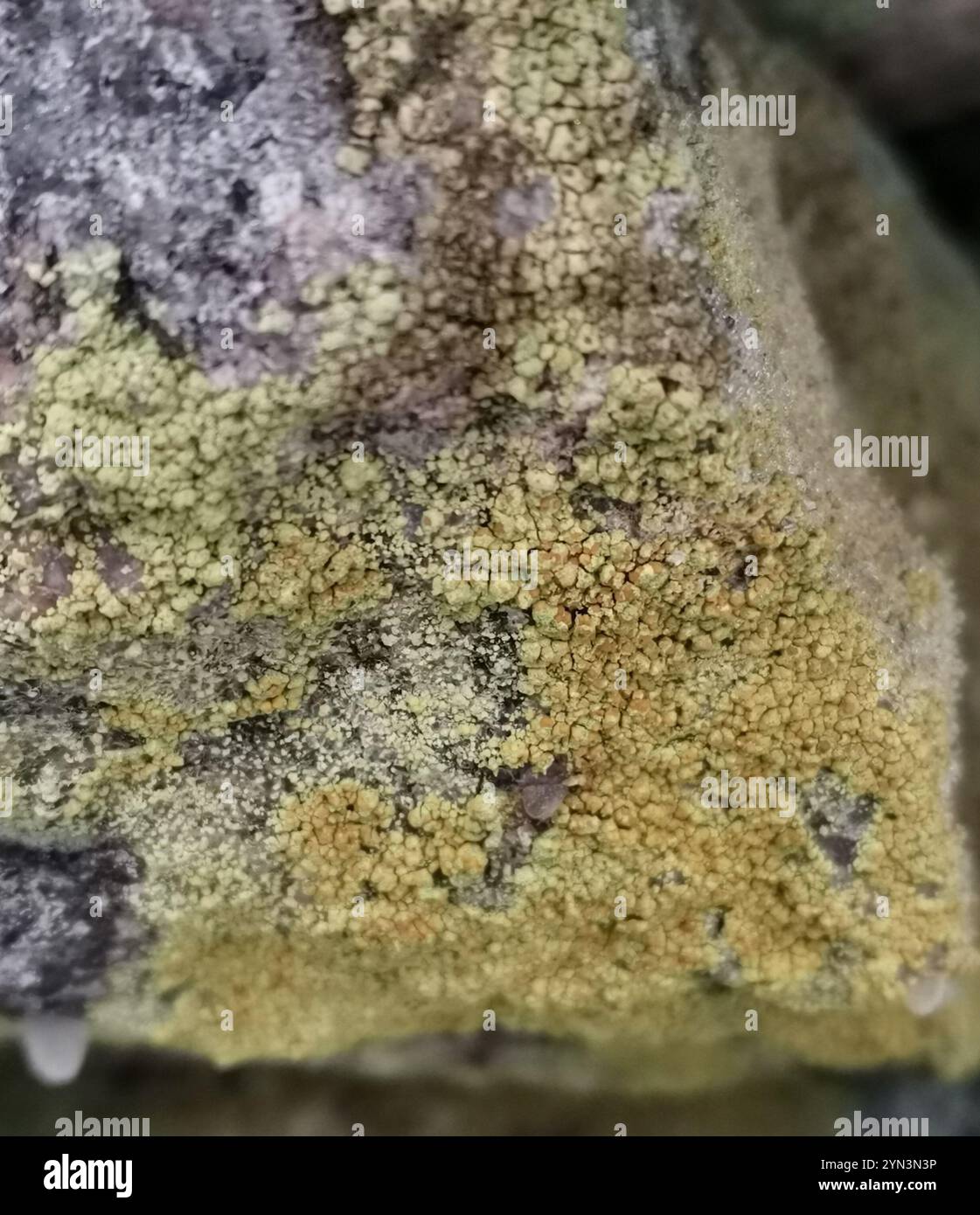 common lichens (Lecanoromycetes Stock Photo - Alamy