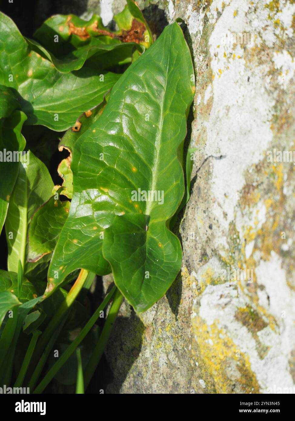 Italian arum (Arum italicum Stock Photo - Alamy