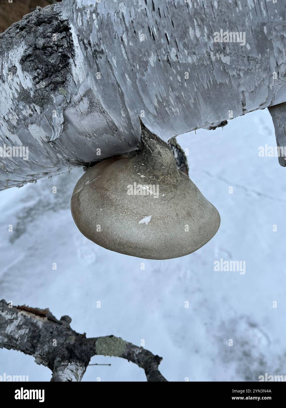 birch polypore (Fomitopsis betulina Stock Photo - Alamy