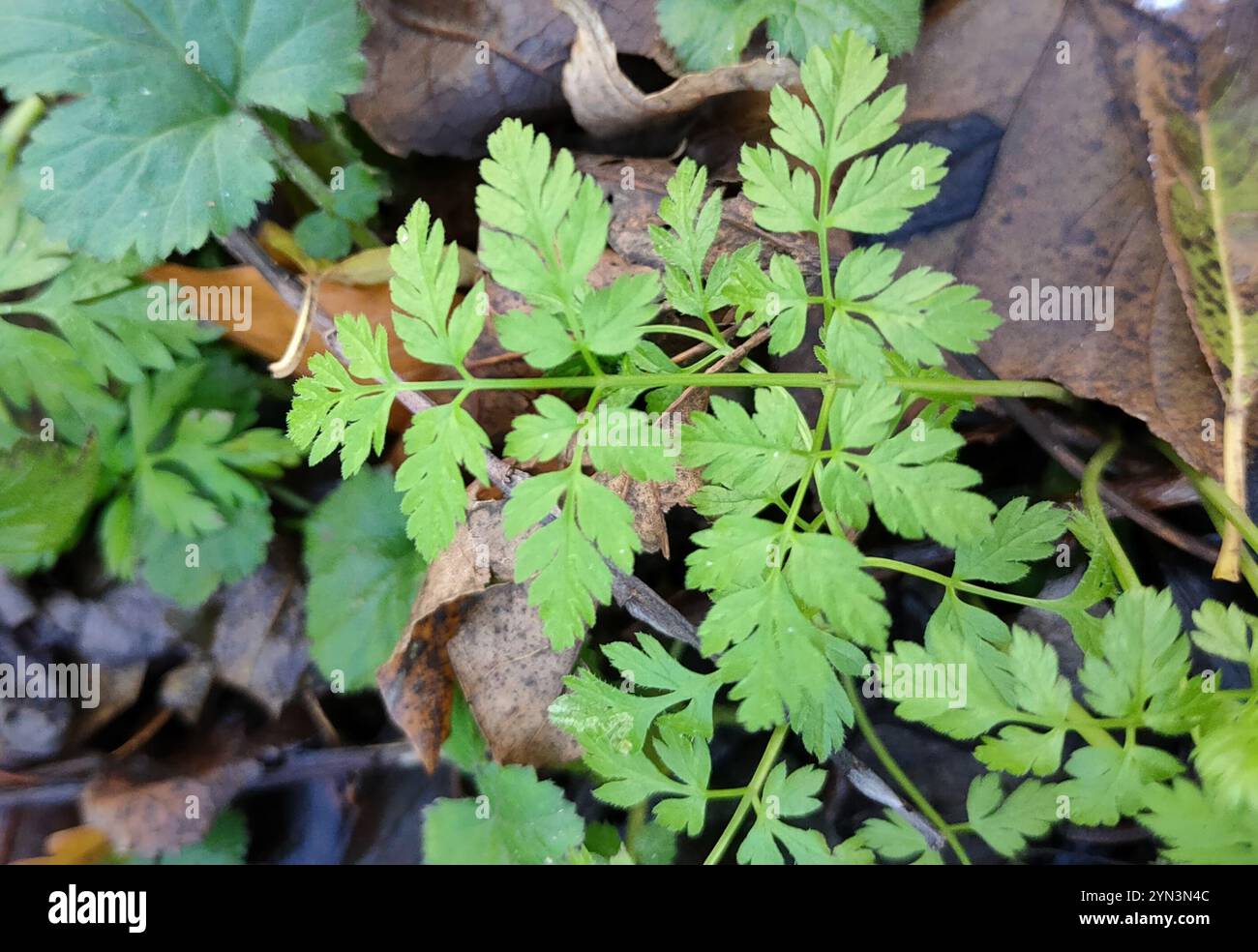Cow Parsley (Anthriscus sylvestris Stock Photo - Alamy