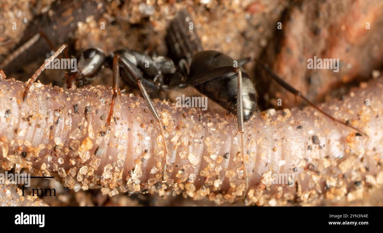 fusca-group Field Ants and Allies (Formica fusca Stock Photo - Alamy