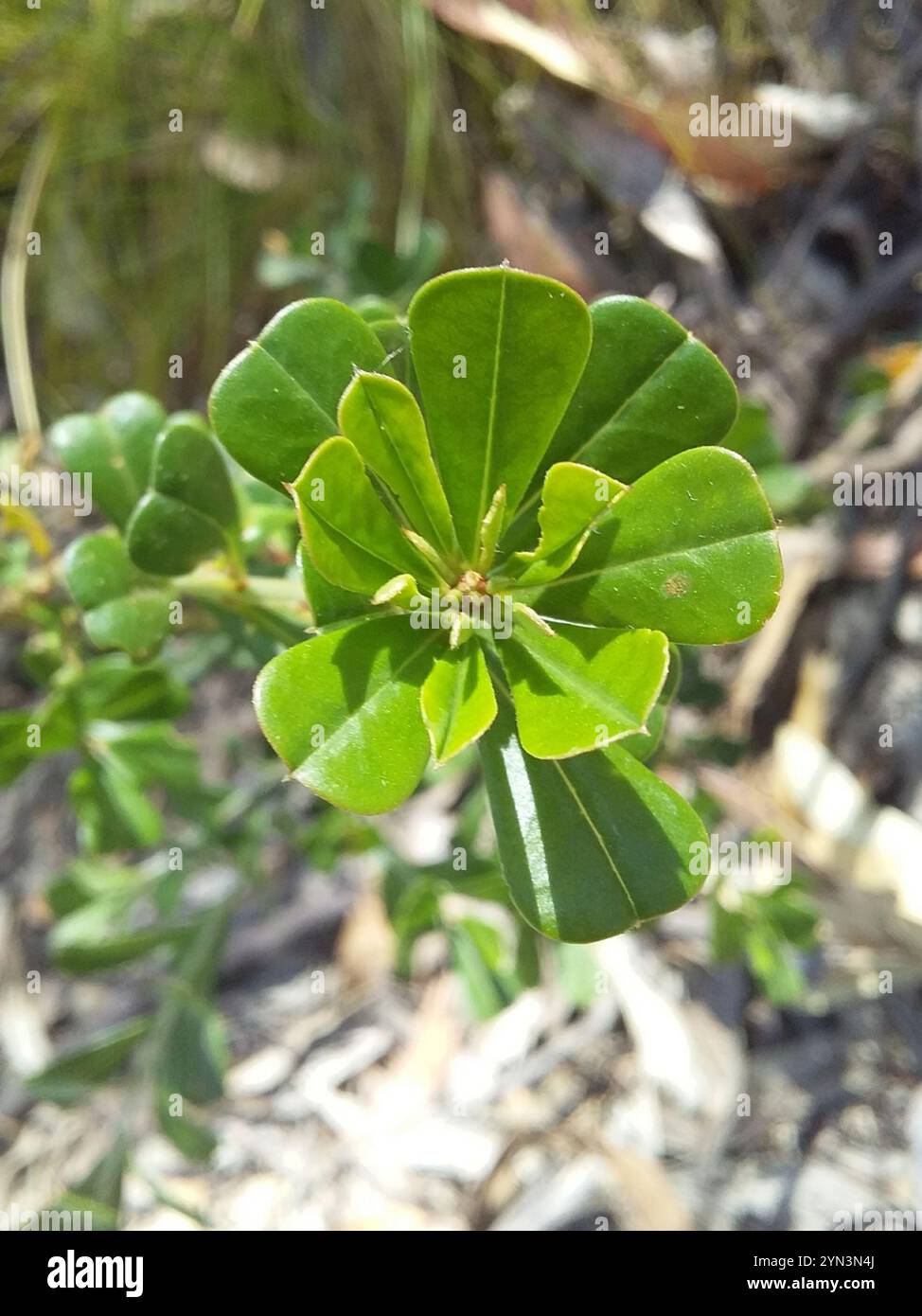 Large-leaf Bush Pea (Pultenaea daphnoides Stock Photo - Alamy