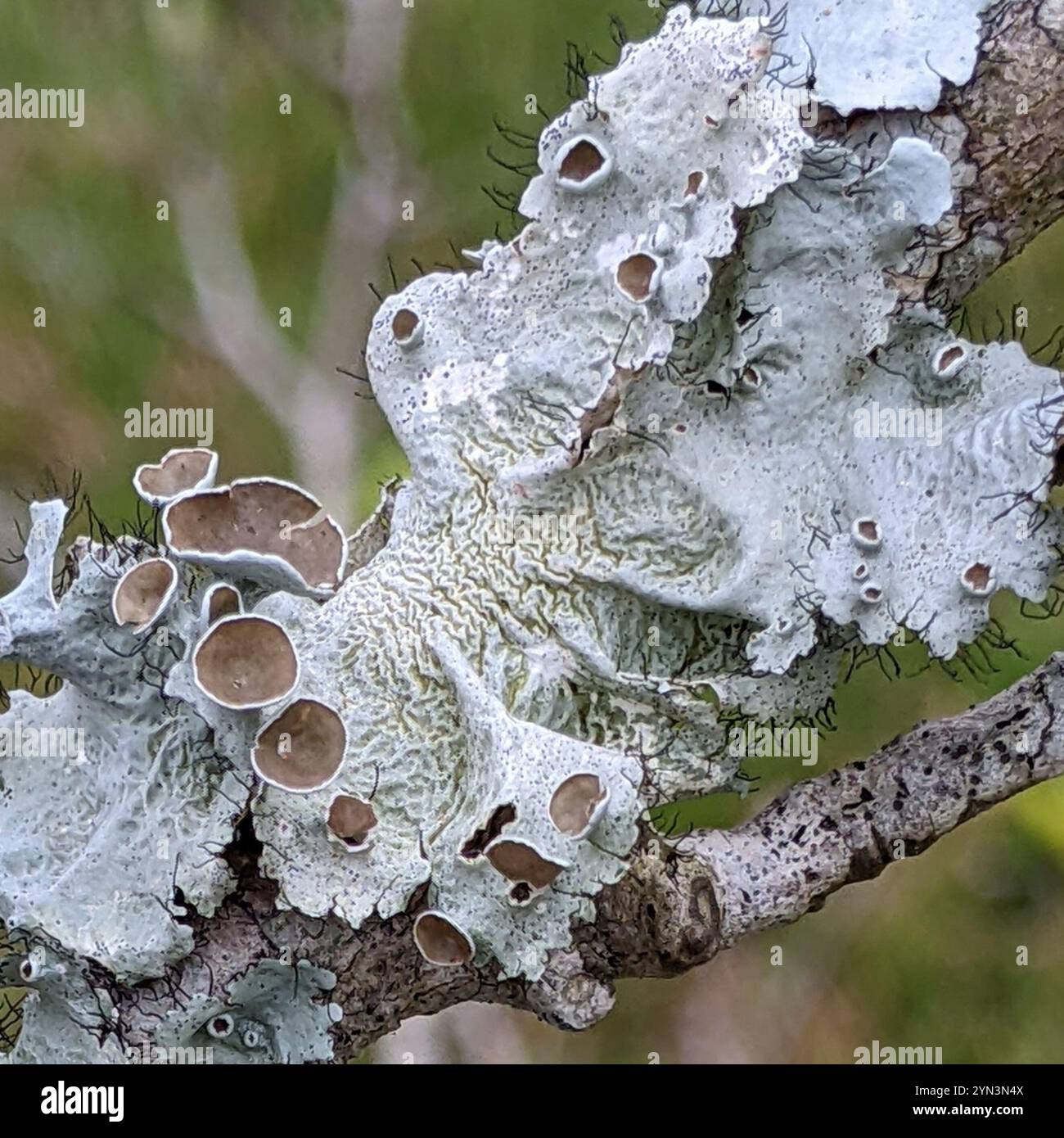 Ruffle Lichens (Parmotrema Stock Photo - Alamy