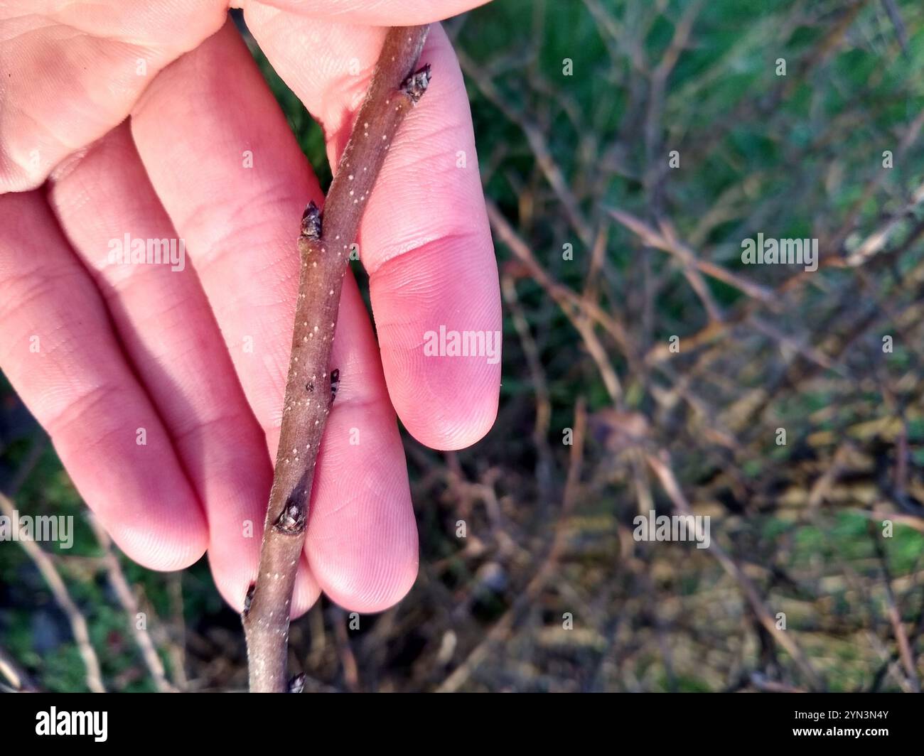Callery pear (Pyrus calleryana Stock Photo - Alamy