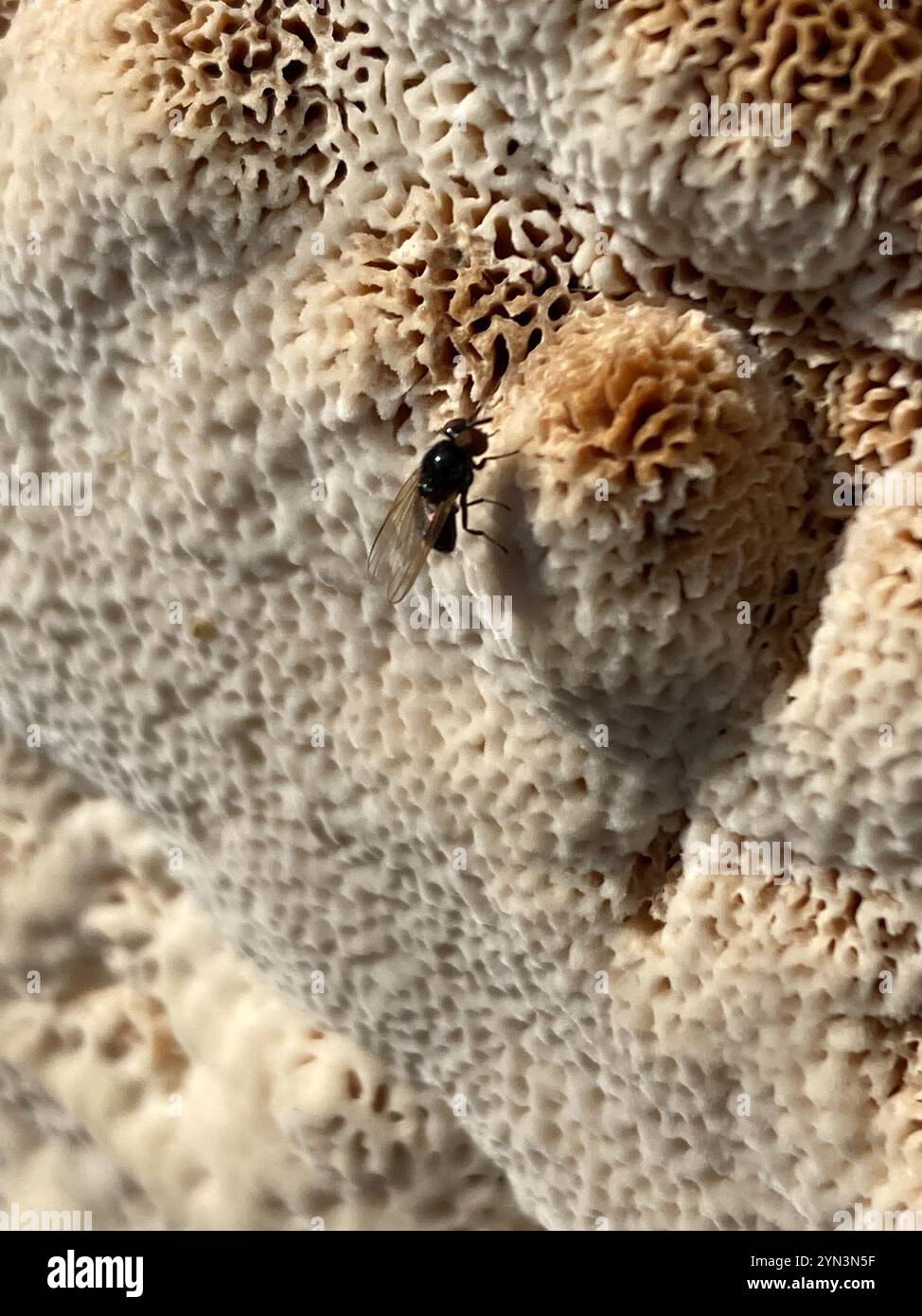 Lance Flies (Lonchaeidae Stock Photo - Alamy