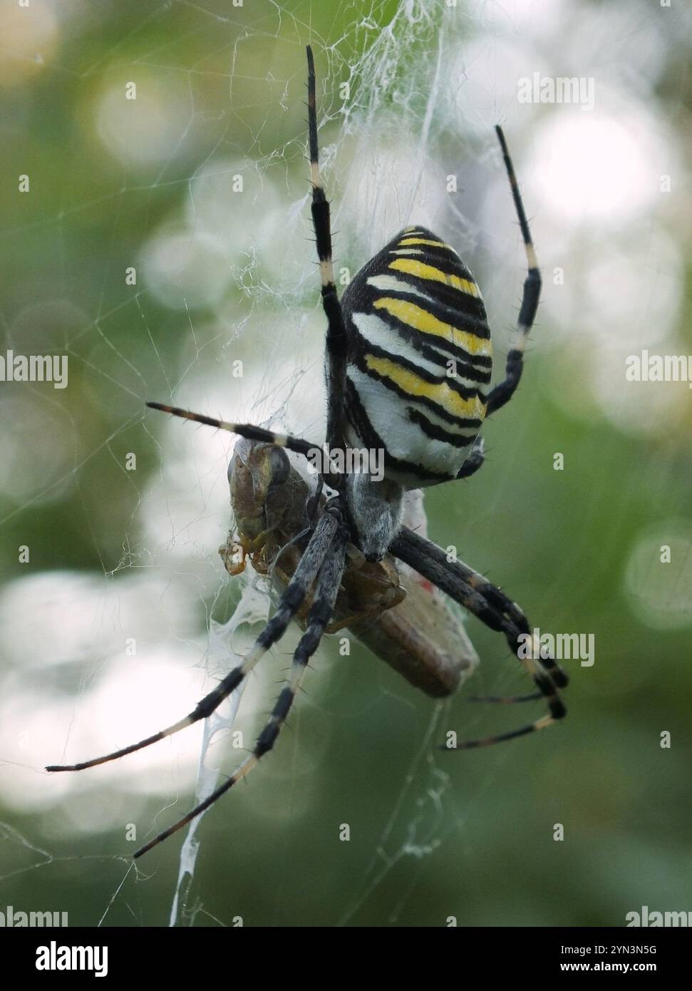 Wasp Spider (Argiope bruennichi Stock Photo - Alamy