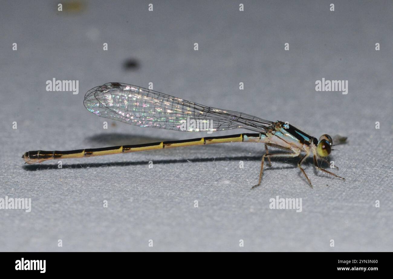 Fragile Forktail (Ischnura posita Stock Photo - Alamy